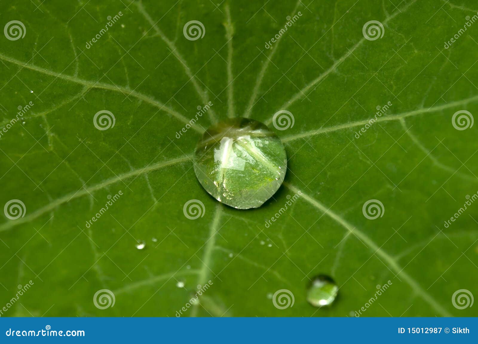 Green Leaf with Dew Drop stock image. Image of garden - 15012987