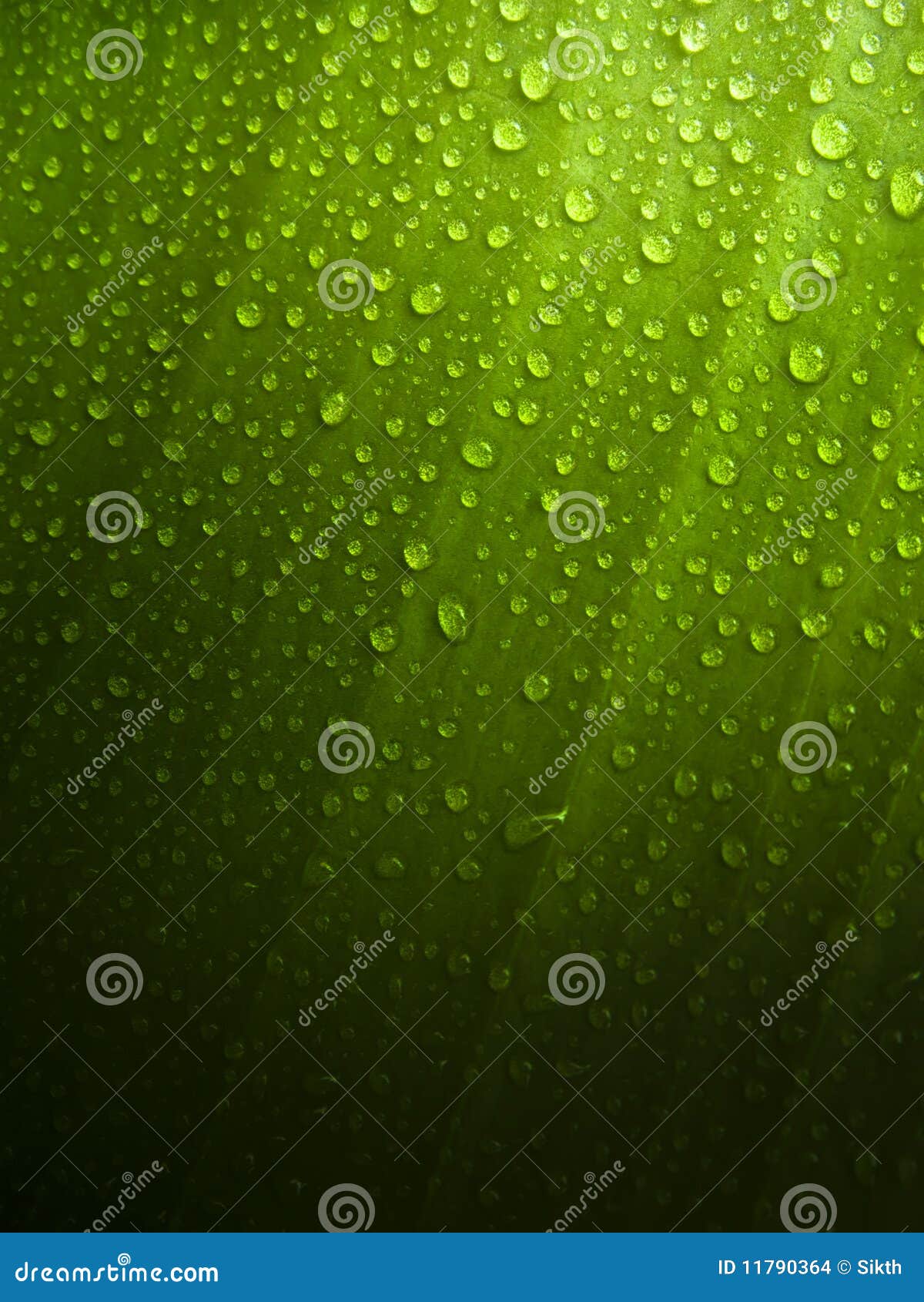 Green Leaf with Dew Drops stock photo. Image of leaves - 11790364