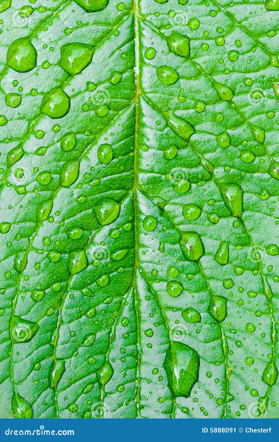 Green leaf with dew drops stock image. Image of bright - 5888091