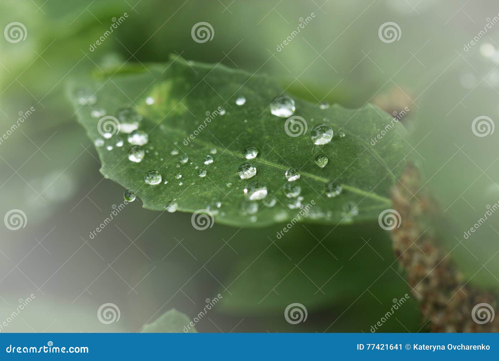 Green Leaf with Dew Drops Closeup. Nature Background Stock Image ...