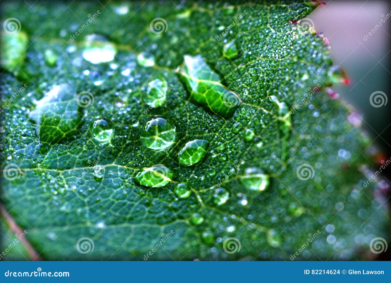 Green leaf with dew drops stock photo. Image of morning - 82214624