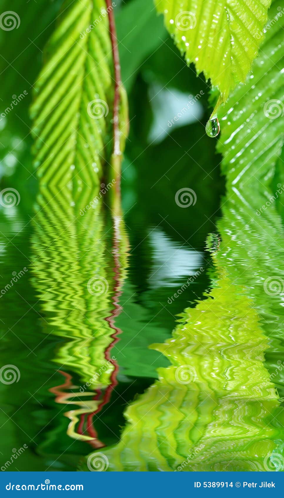 Green leaf with drip stock photo. Image of spring, aqua - 5389914