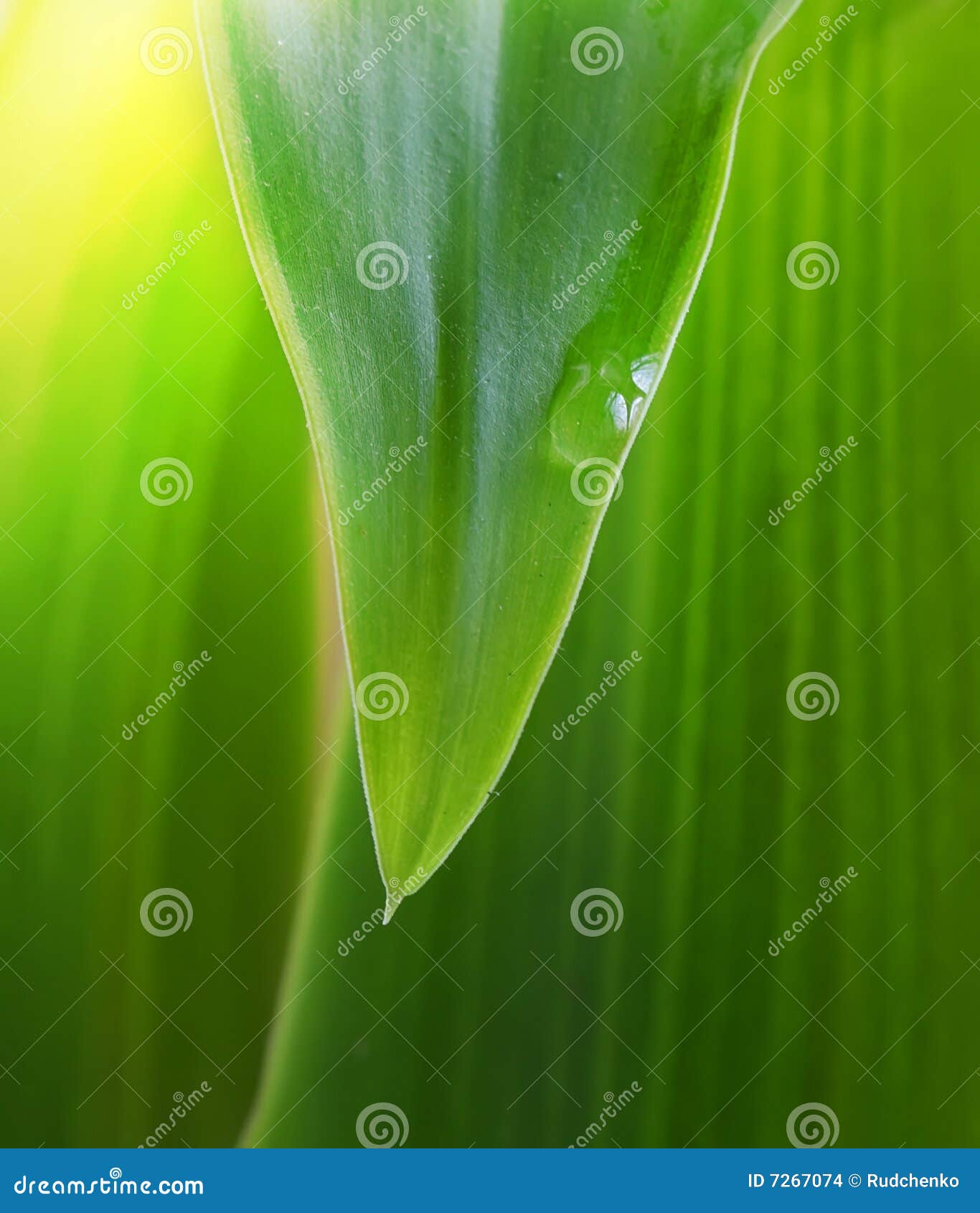 Green leaf with drop stock photo. Image of outdoors, blurred - 7267074