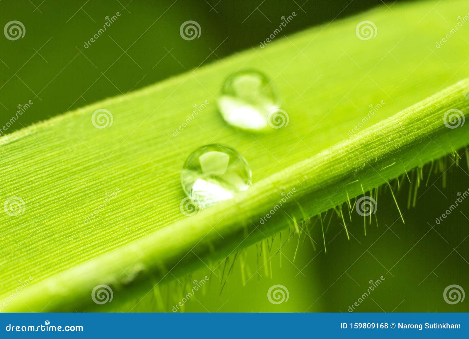 Green leaf drop stock photo. Image of plant, background - 159809168