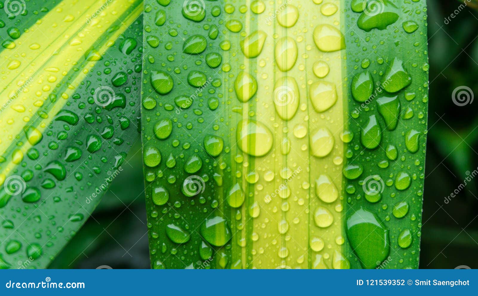Drops of Water on Green Leaf or Refreshing Dew in Morning. Stock Photo ...