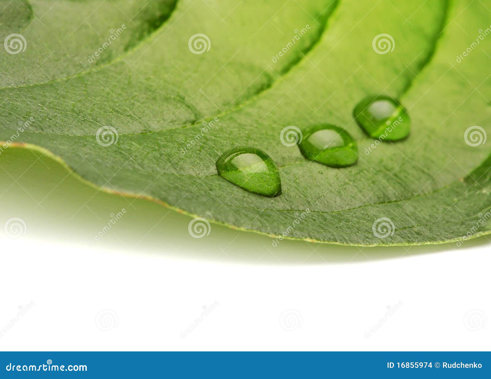 Green leaf with drops stock photo. Image of isolated - 16855974