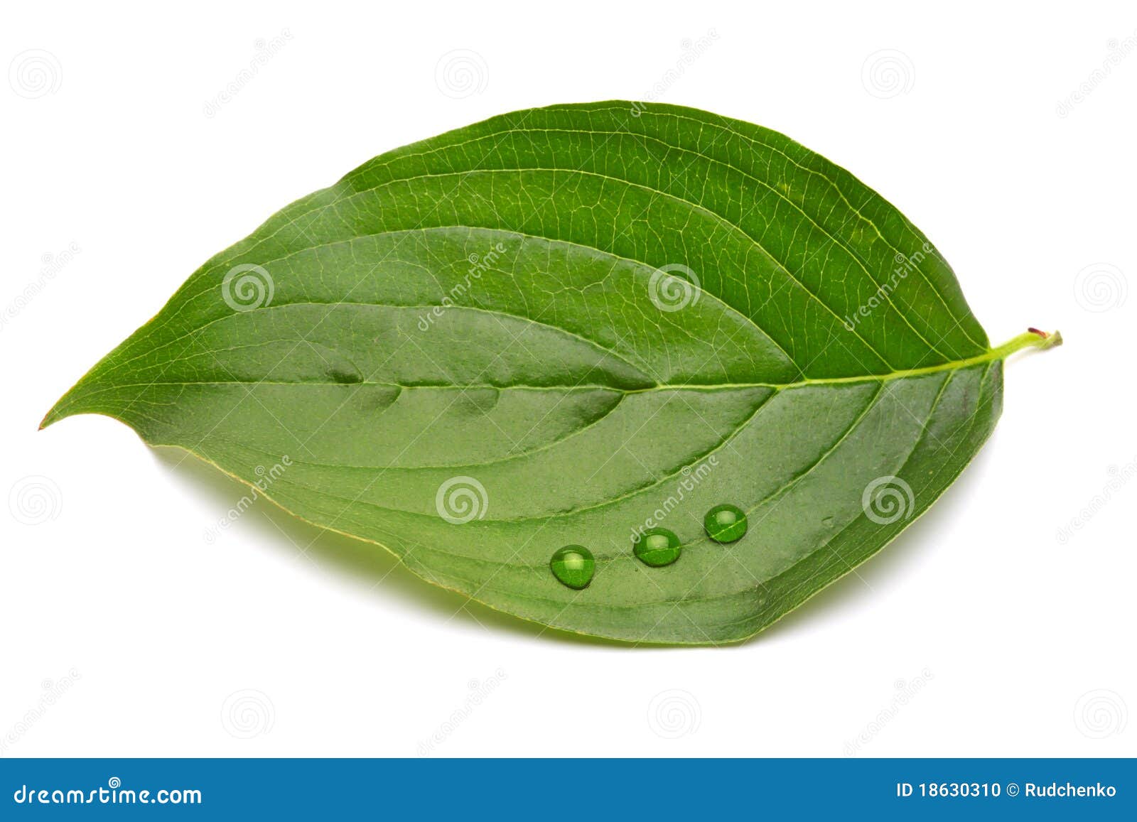 Green leaf with drops stock photo. Image of drop, flora - 18630310