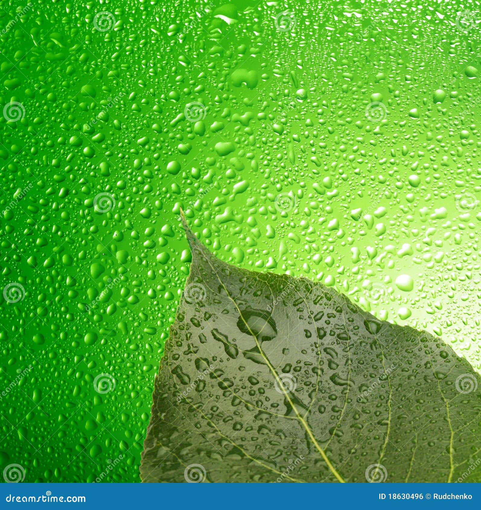 Green leaf with drops stock photo. Image of splash, healthy - 18630496