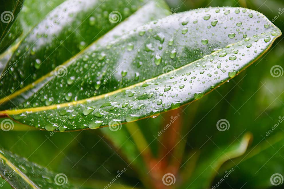 Green Leaf with Drops of Wate Stock Photo - Image of close, nature ...