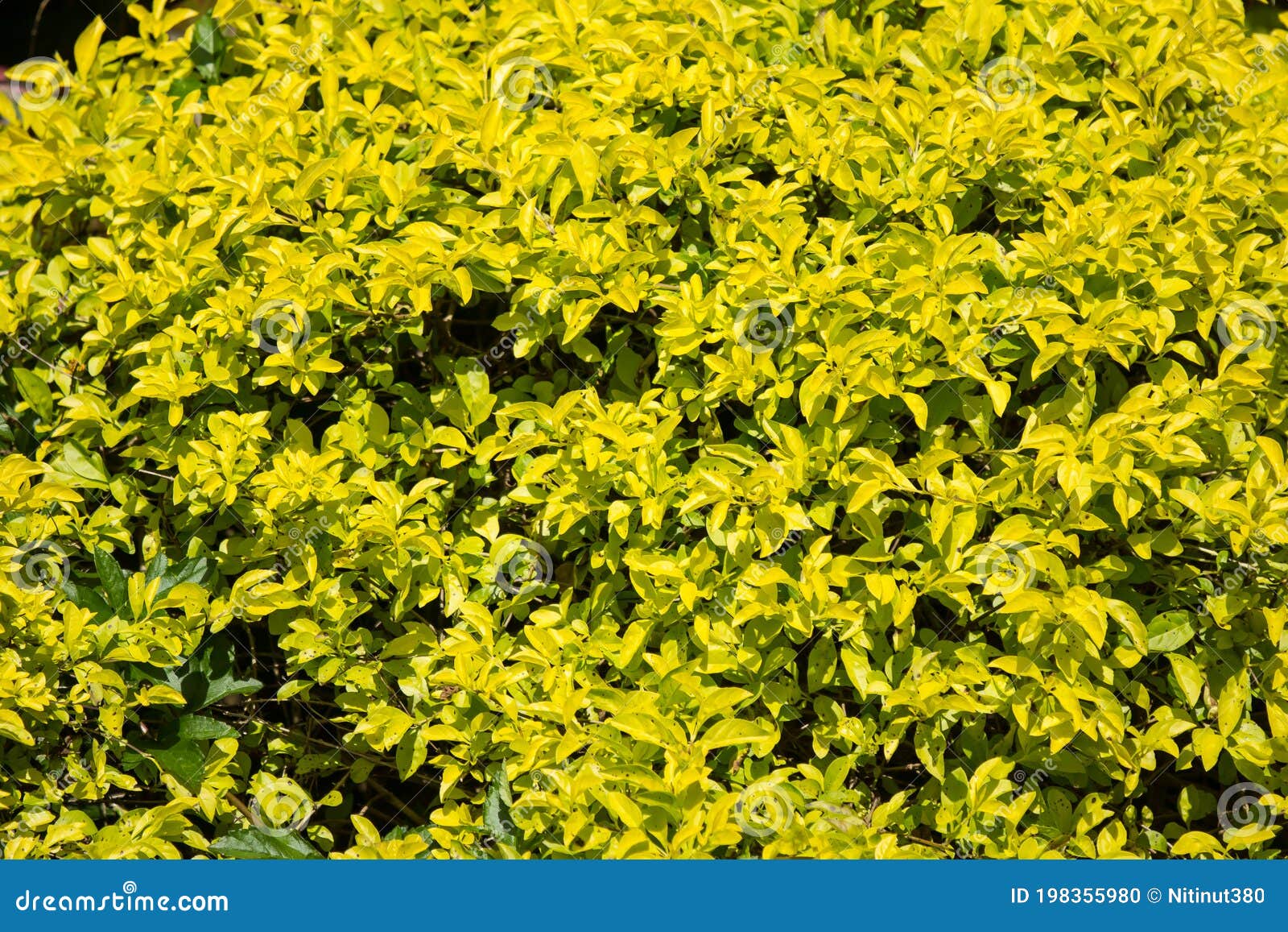 Green Leaf of Duranta Repens Tree Stock Photo - Image of repens, erecta ...