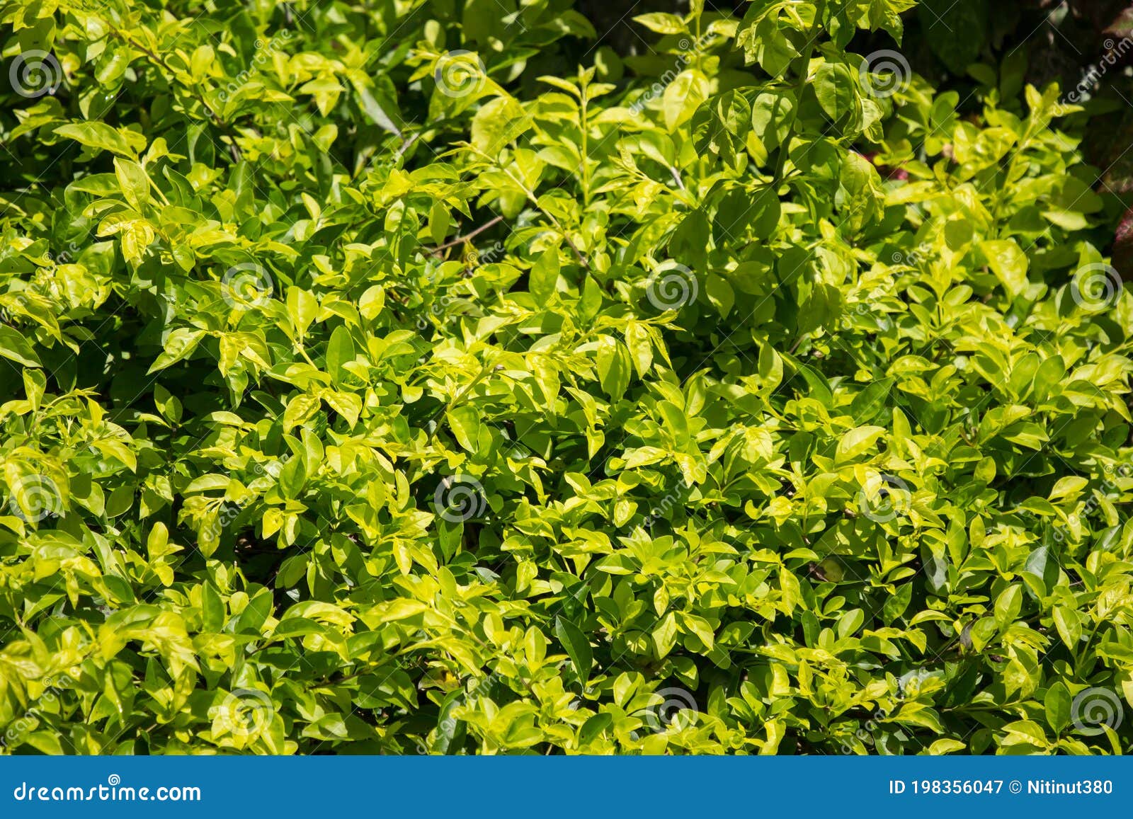 Green Leaf of Duranta Repens Tree Stock Image - Image of blue, golden ...