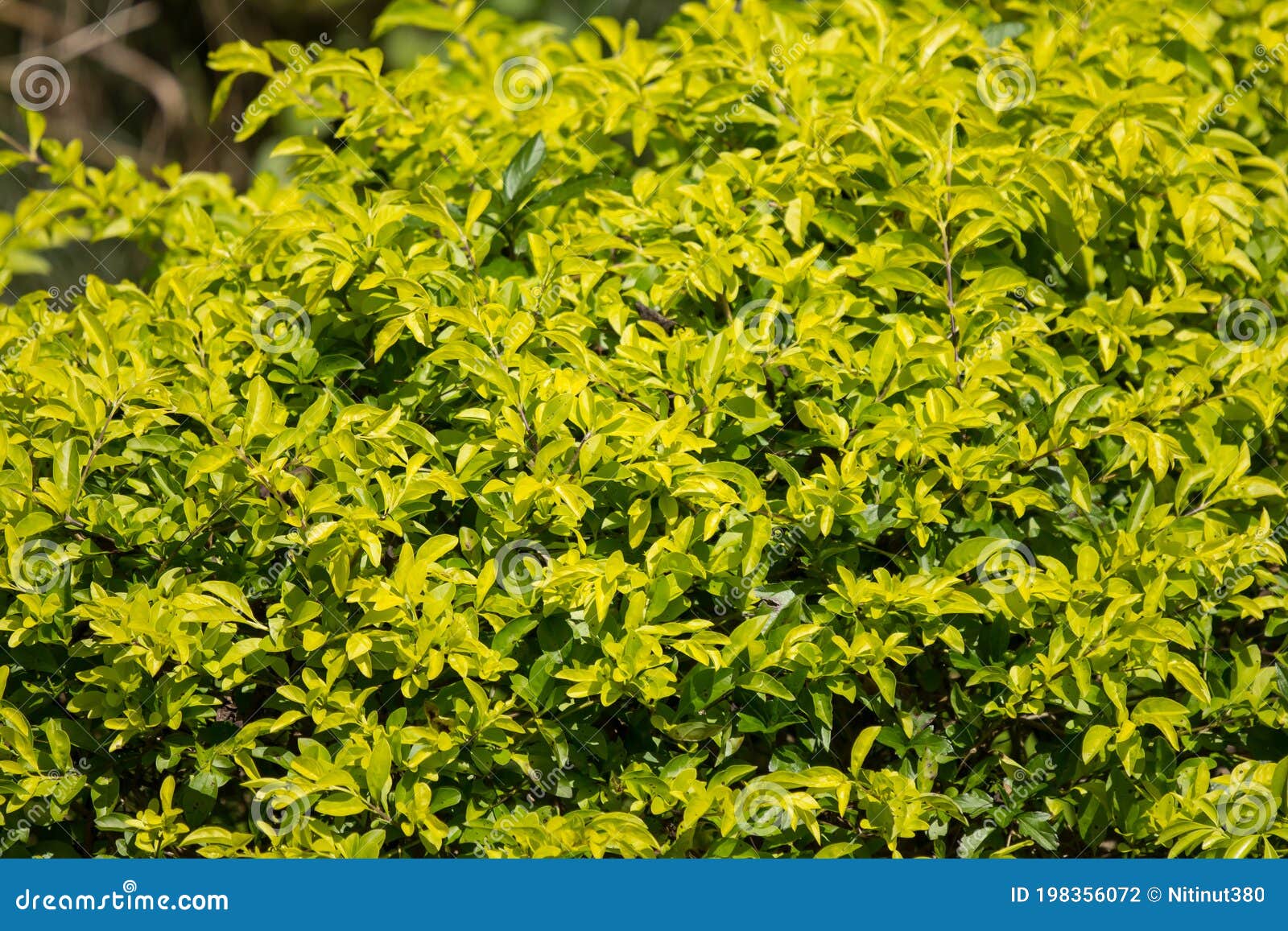 Green Leaf of Duranta Repens Tree Stock Photo - Image of erecta, leaf ...