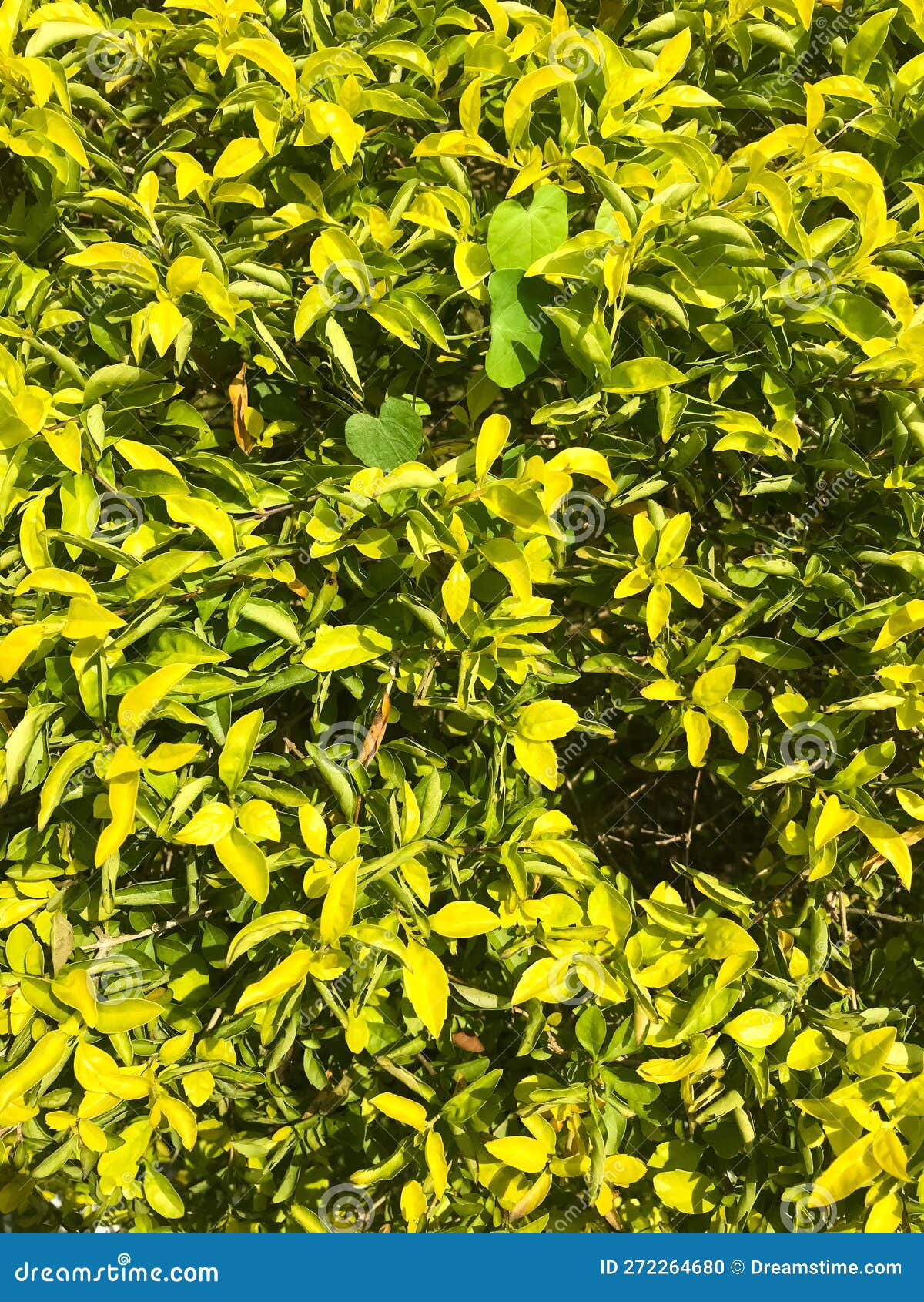 Green Leaf of Duranta Repens Tree Stock Photo - Image of floral, bright ...