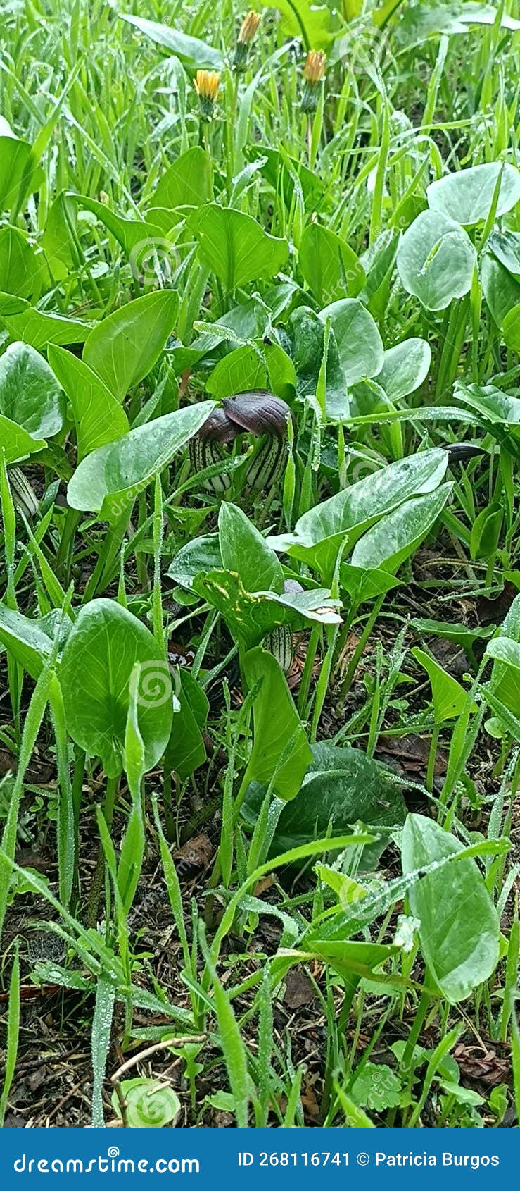 Green Leaf, Earth, Flowers, Carnivore Plants Stock Image - Image of ...