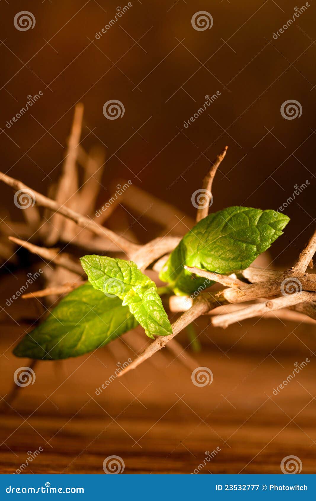 Green Leaf and Easter Crown Stock Image - Image of leaf, holy: 23532777