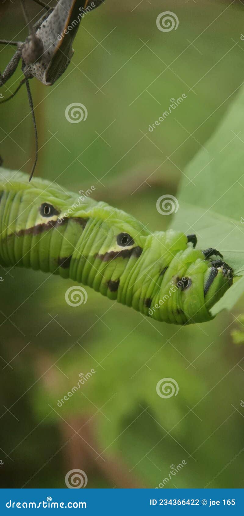 Leaf-eating Green Caterpillars. Insect Animals With Small Heads And ...