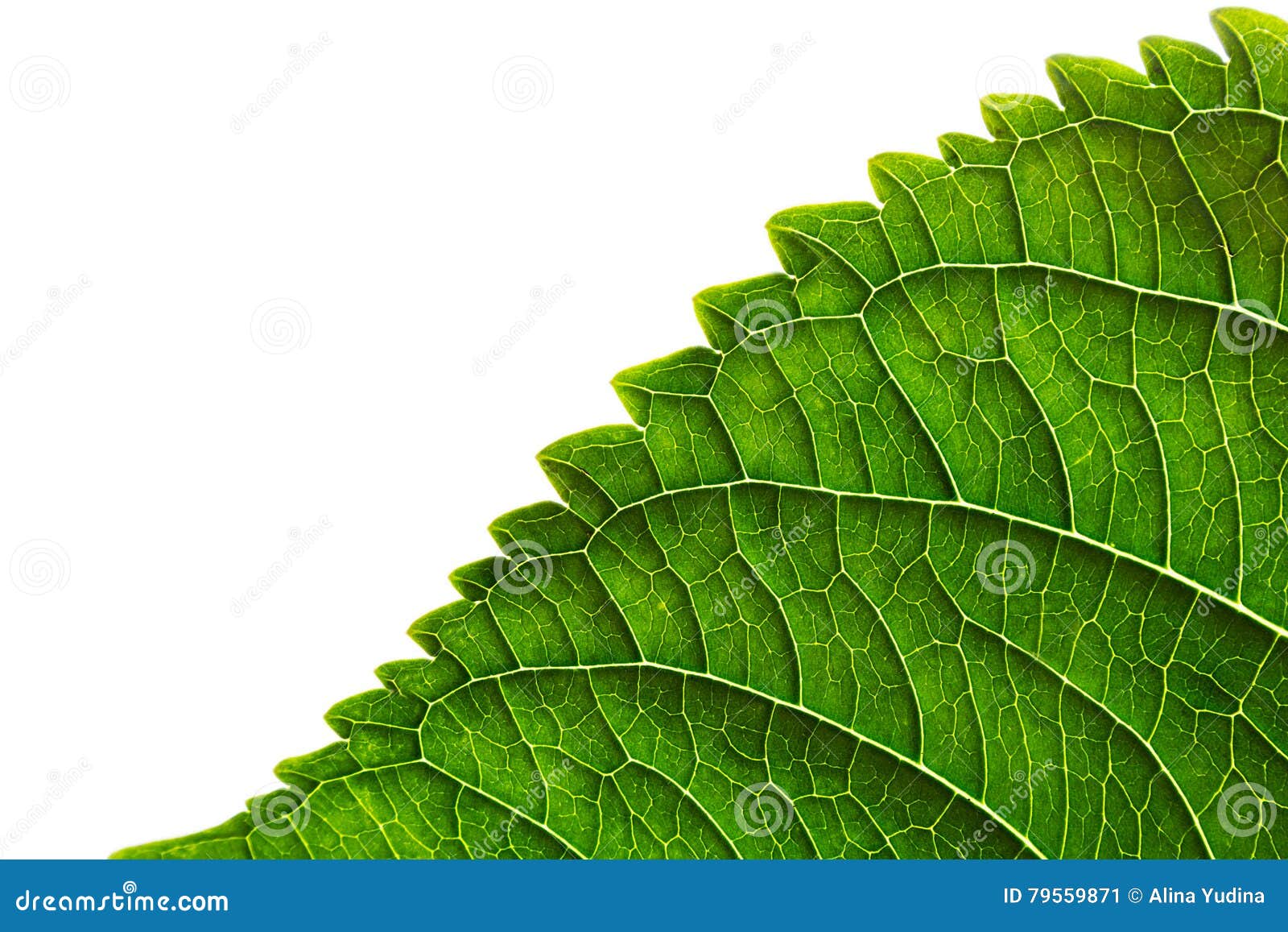 Leaf Edge Detail Of Alocasia Dragon Scale, With Blurred Background ...