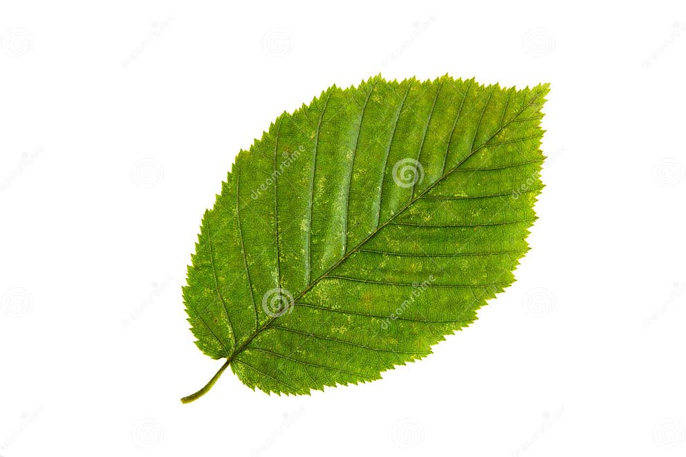 Green Leaf of Elm Tree Isolated on White Backgro Stock Photo - Image of ...