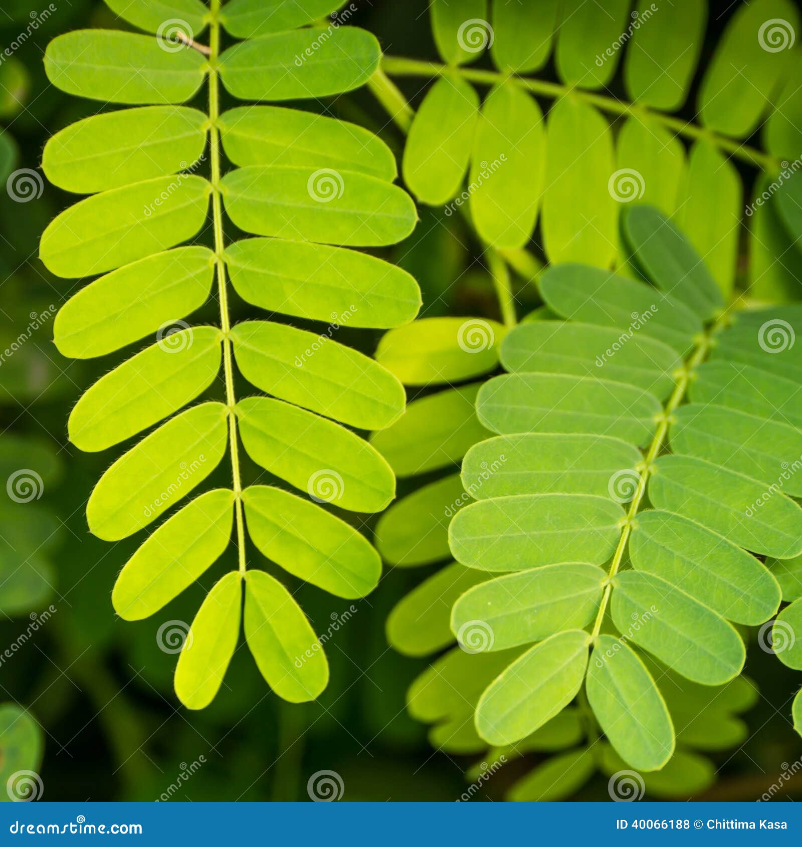 Green leaf stock photo. Image of grow, element, ecology - 40066188