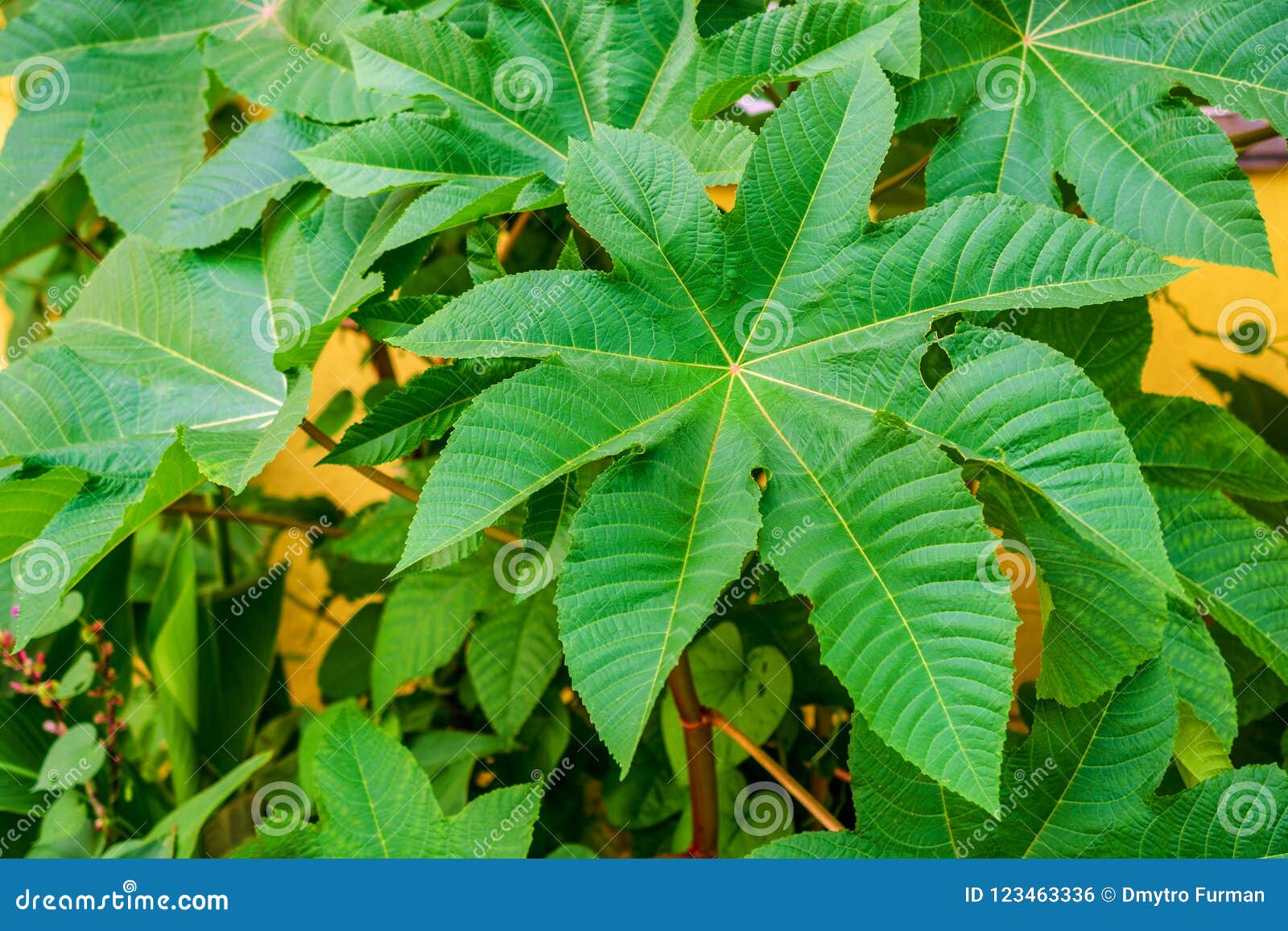 Green Leaf Of A Exotic Plant Of Round Shape Pattern. Nature Back Stock ...