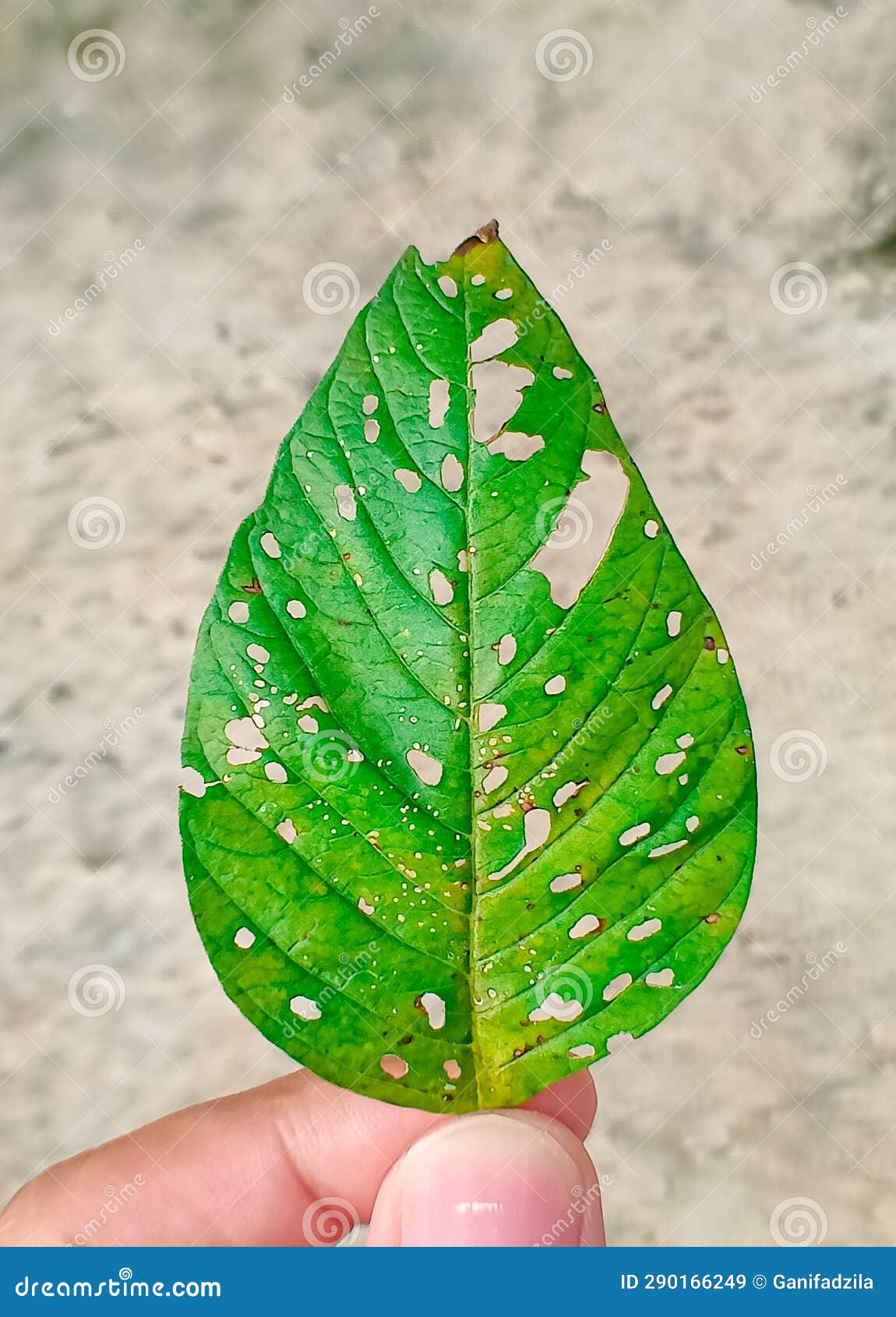 Green Leaf Fall Down from Tree Stock Image - Image of leaf, fall: 290166249