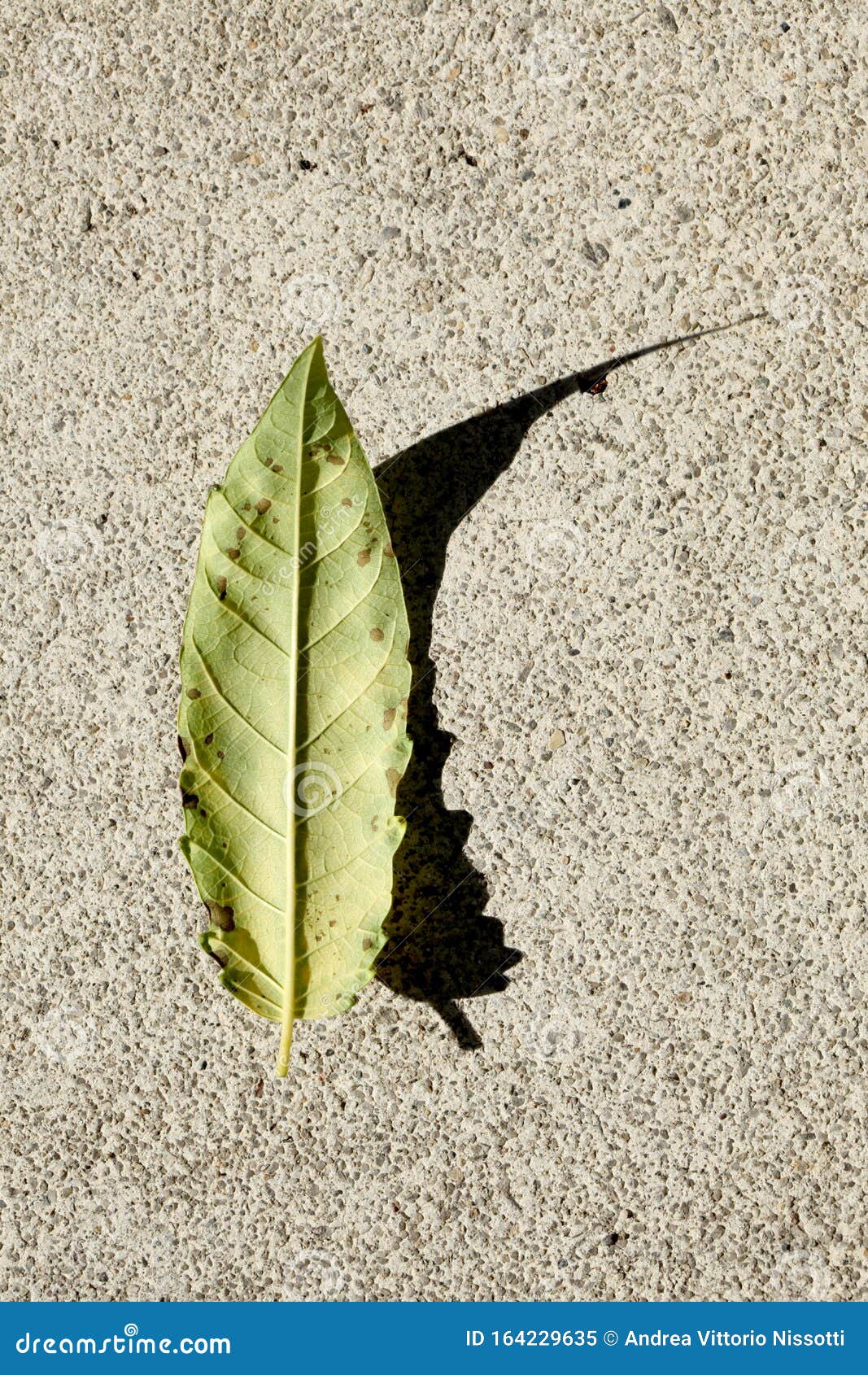 Green Leaf Fallen on the Ground with Copy Space for Your Text Stock ...
