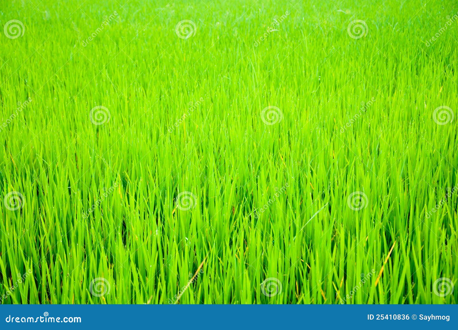 Green leaf of farm stock photo. Image of growth, environment - 25410836