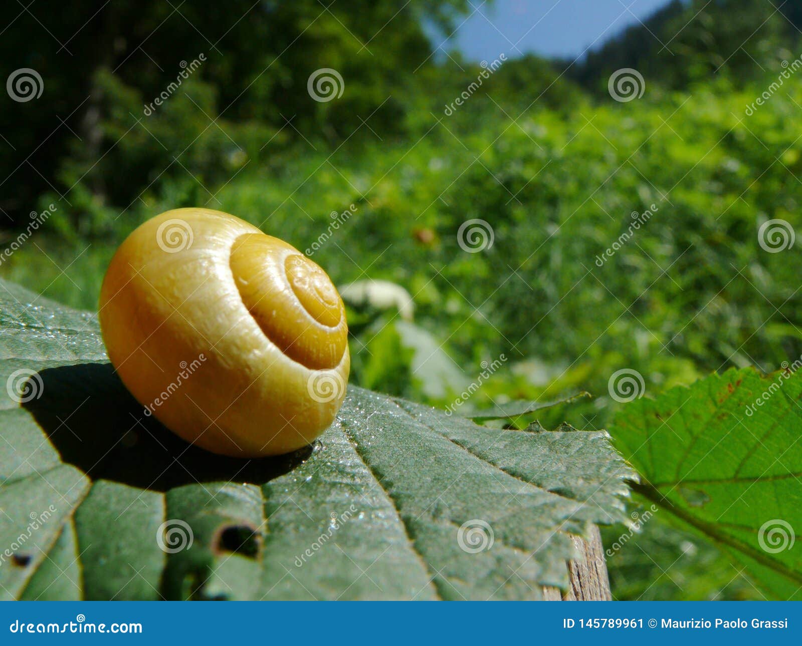 A snail with its snail stock image. Image of food, nature - 145789961