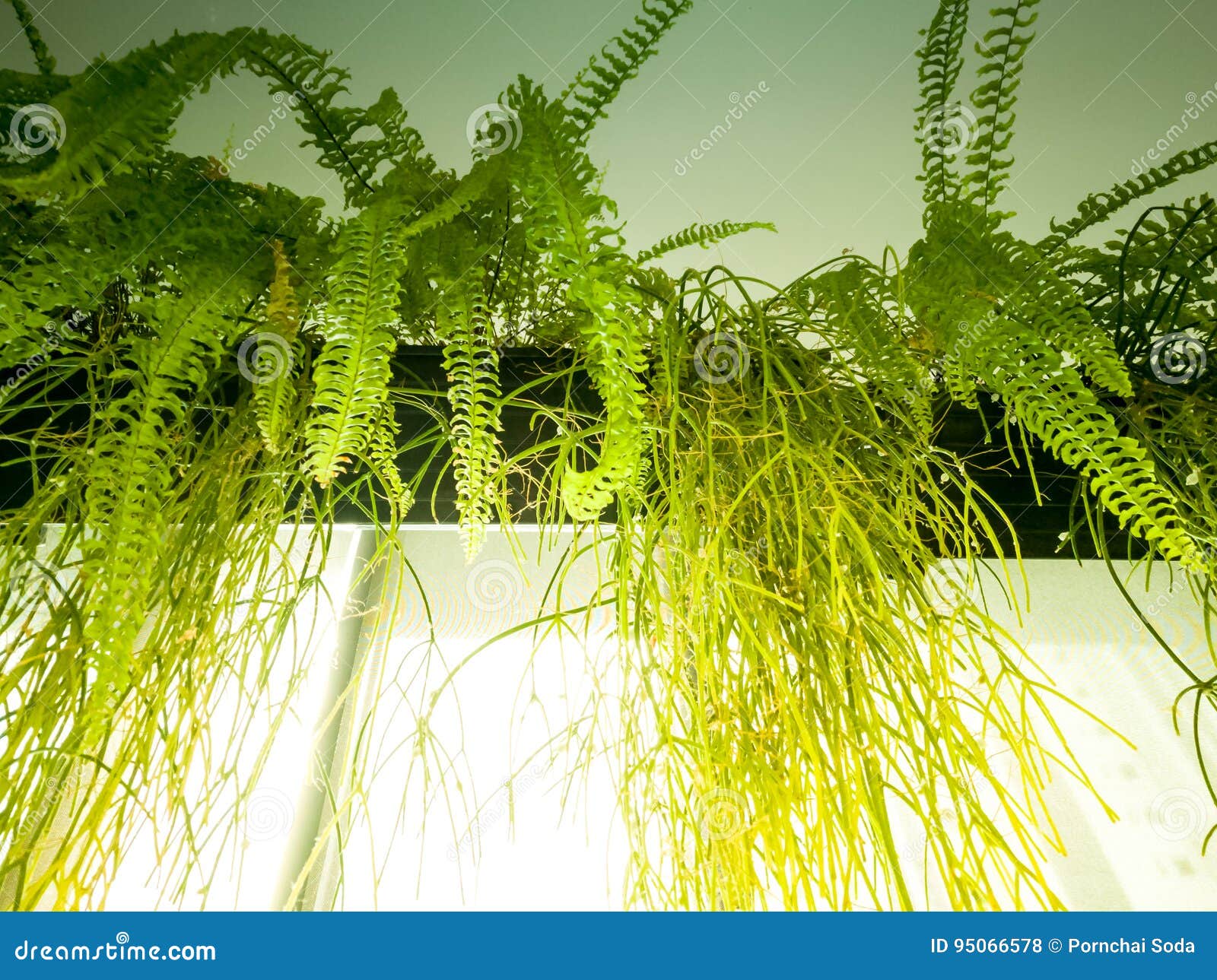 Green Leaf of Fern on the Rack Overhead Stock Photo - Image of leaf ...