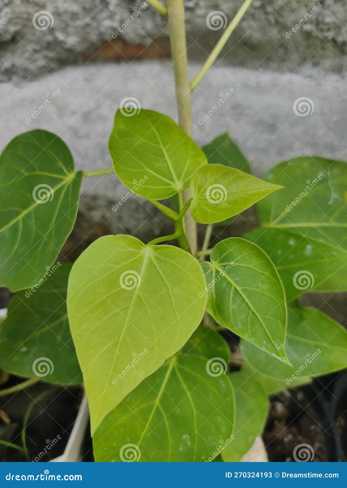 Green Leaf of Ficus Rumphii & X28;Ancak& X29; Stock Image - Image of ...