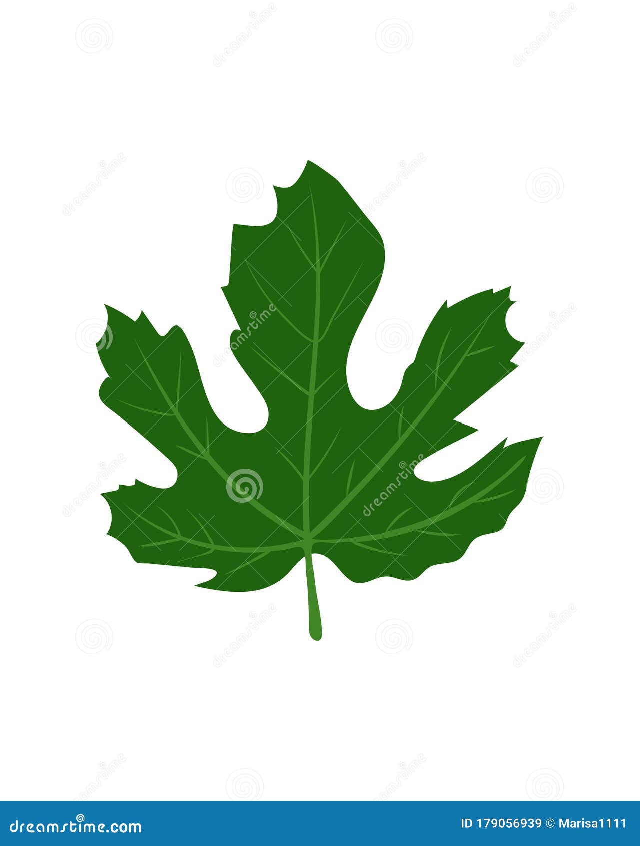 Green Leaf of Fig Tree, Isolated on White Background. Vector Flat ...