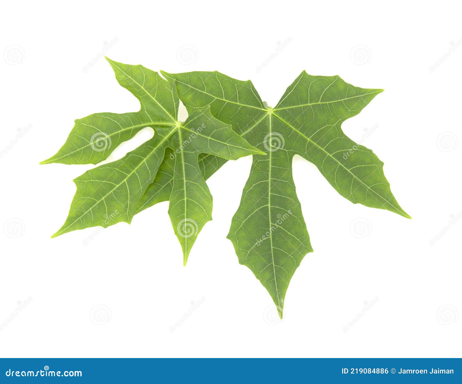 Five Lobes Leaves Black And White Skecth Illustrate Graphic Background ...