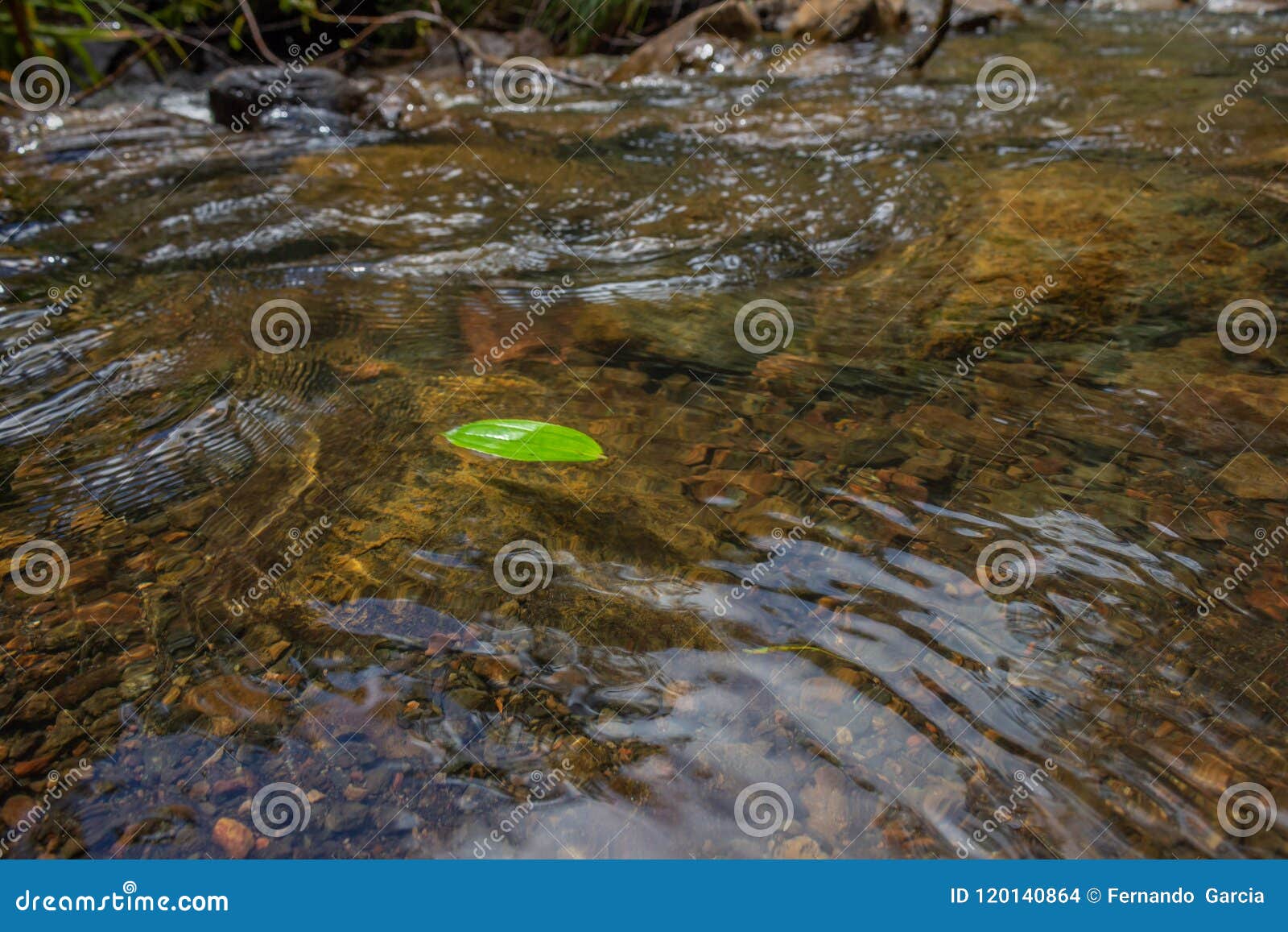 Green Leaf Floating on the River Stock Photo - Image of clear, earth ...