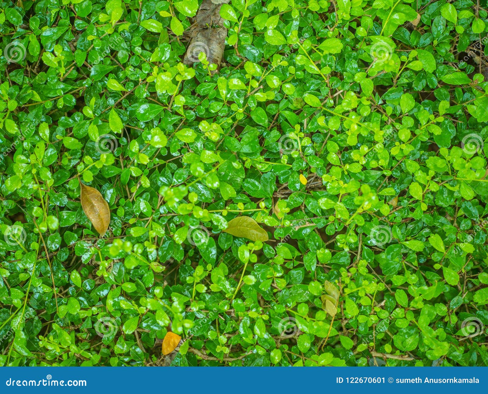 Green leaf on the Floor stock image. Image of beautiful - 122670601