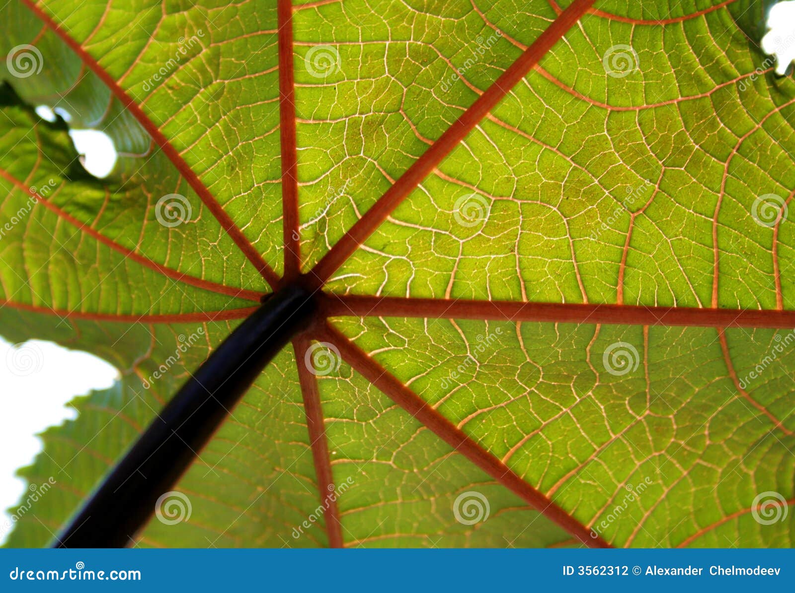 Green leaf of the flower stock photo. Image of plant, colours - 3562312