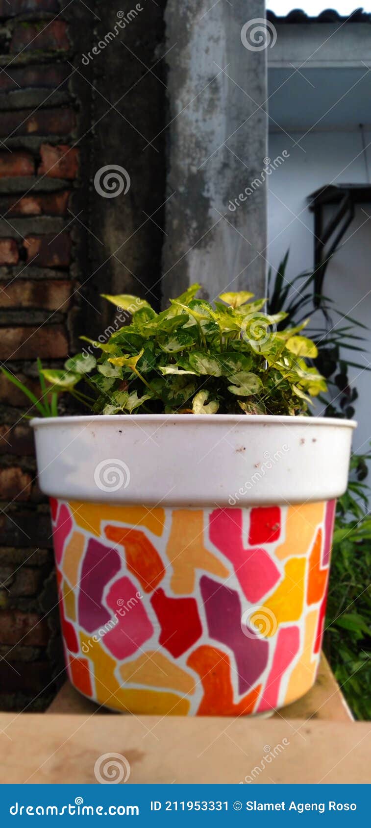 Green leaf flower on pot stock image. Image of green - 211953331