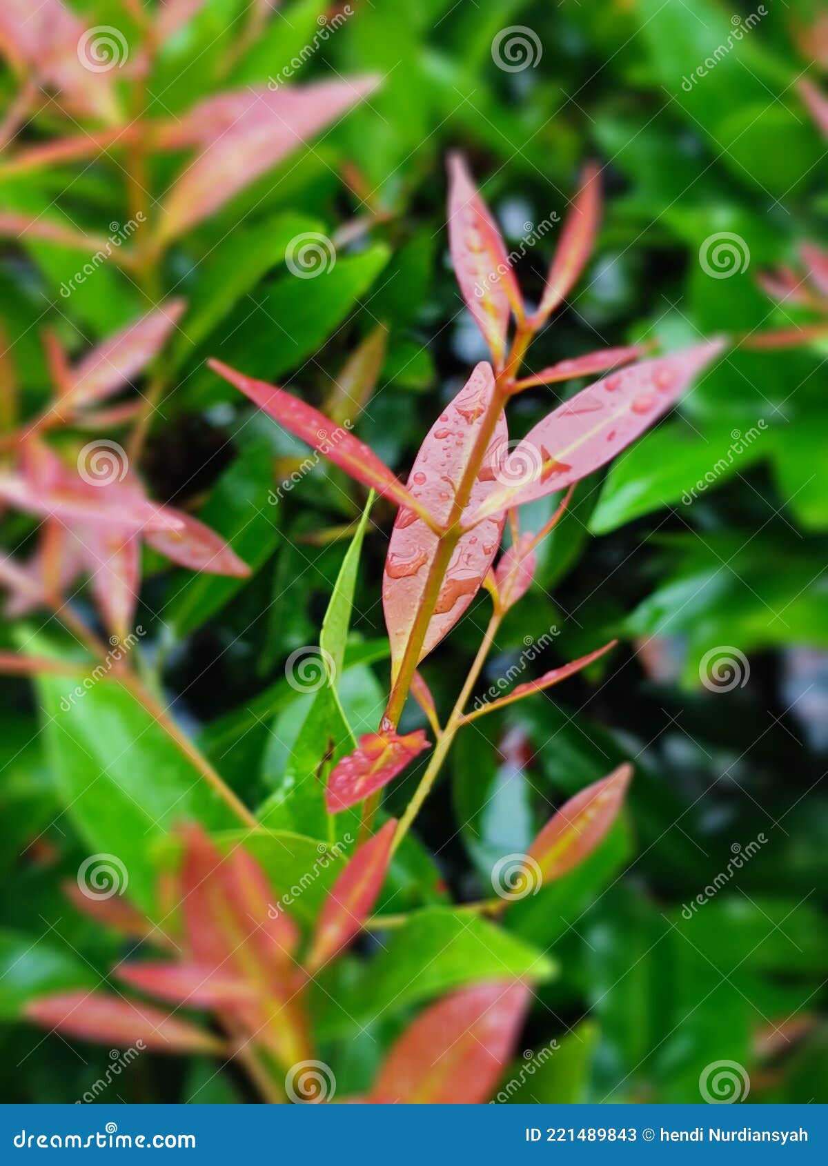 Green leaf Flowers raining stock image. Image of animal - 221489843