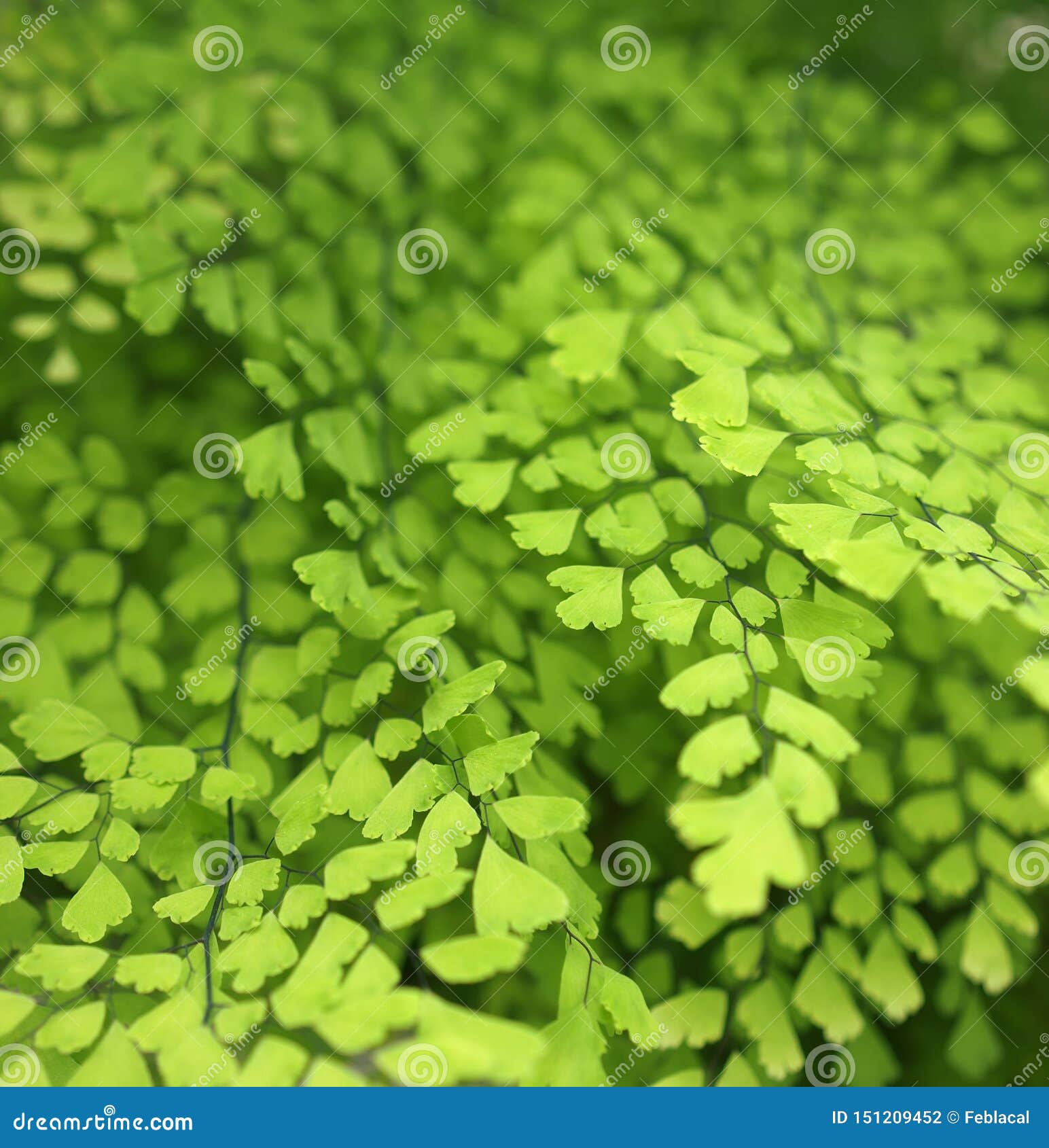 Clorofile Stock Photos - Free & Royalty-Free Stock Photos from Dreamstime