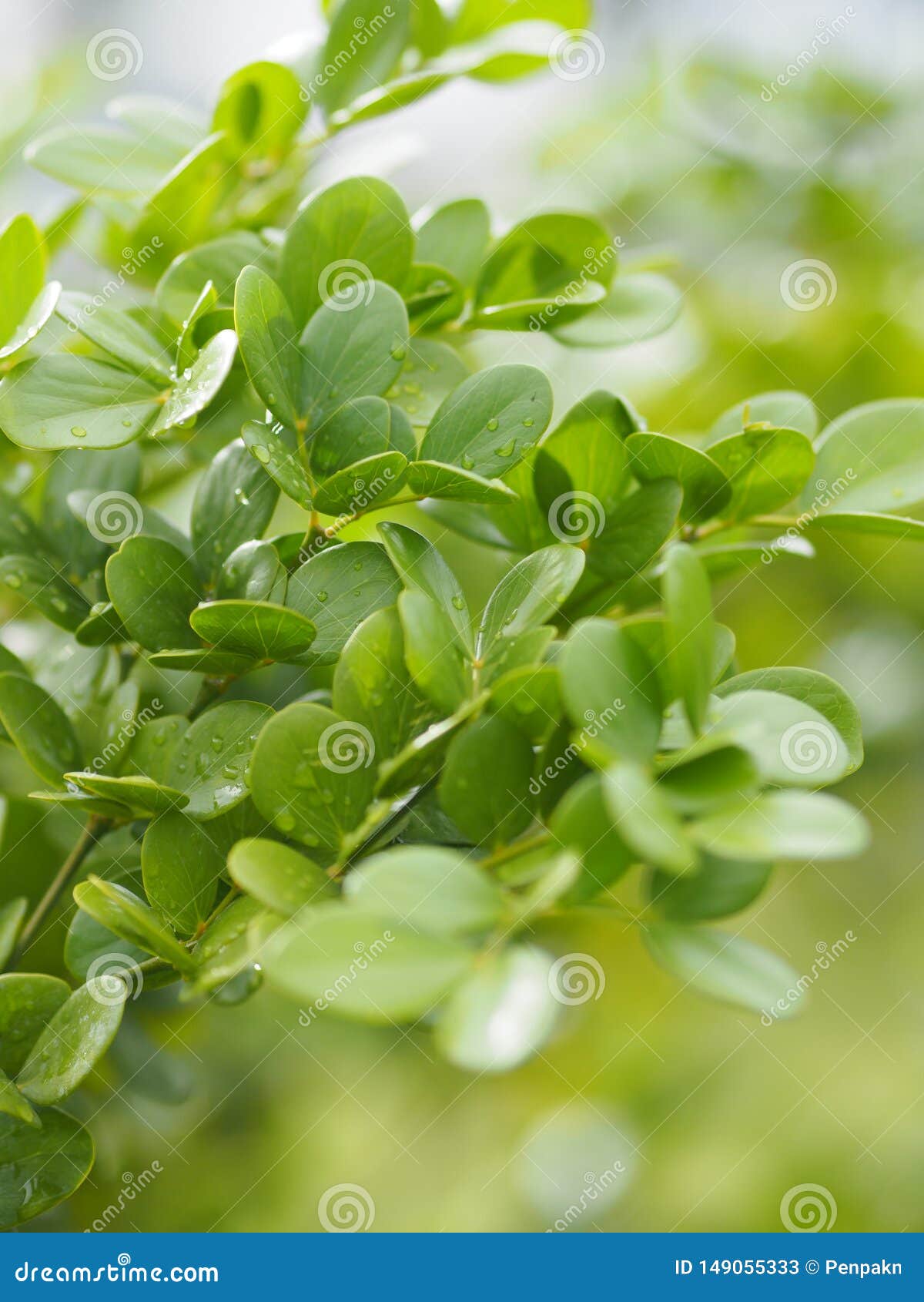 Green Leaf Foreground Blurred of Nature Background Space for Write ...