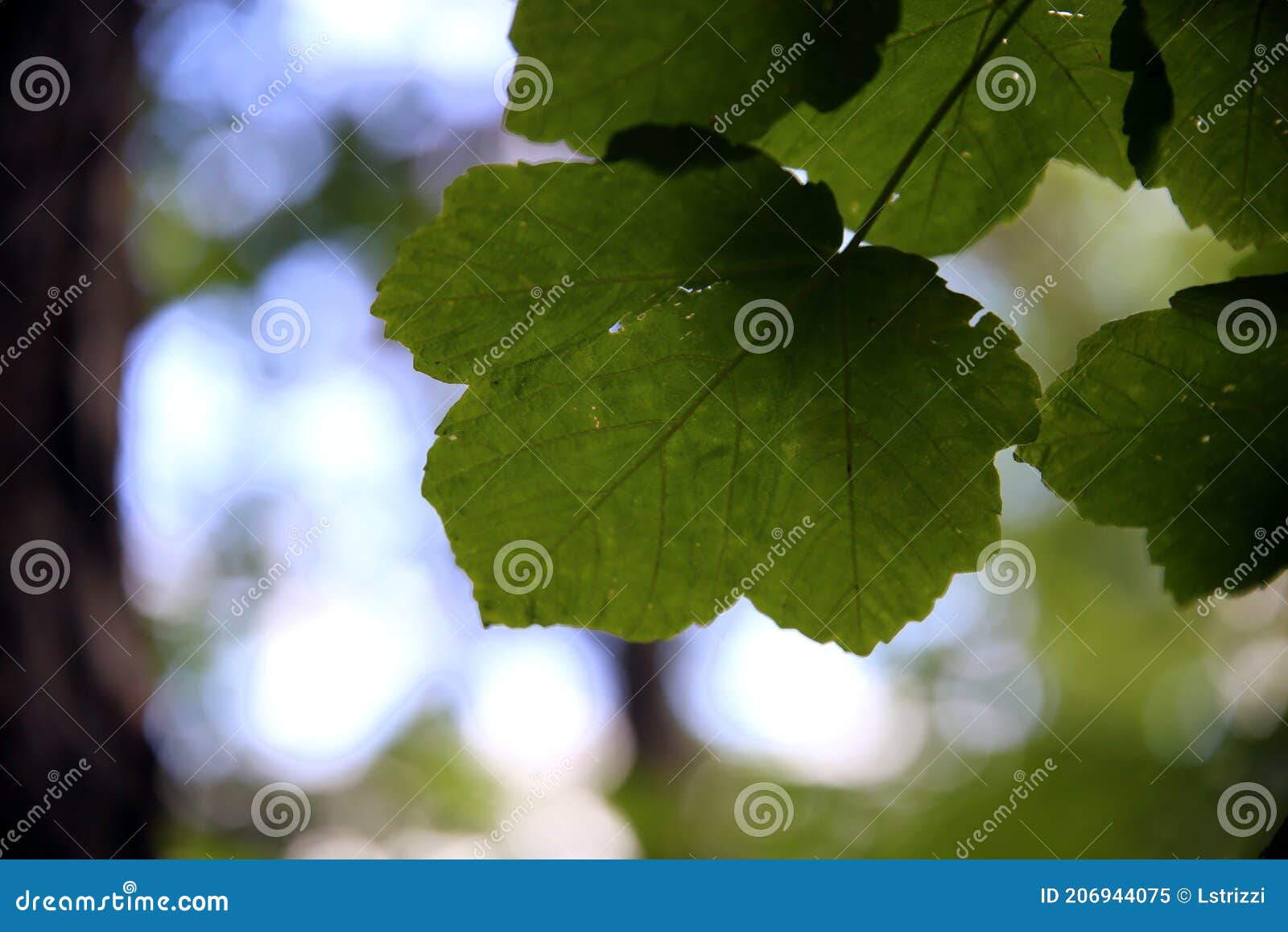 Green Leaf in the Foreground with Shaded Tree Background Stock Image ...