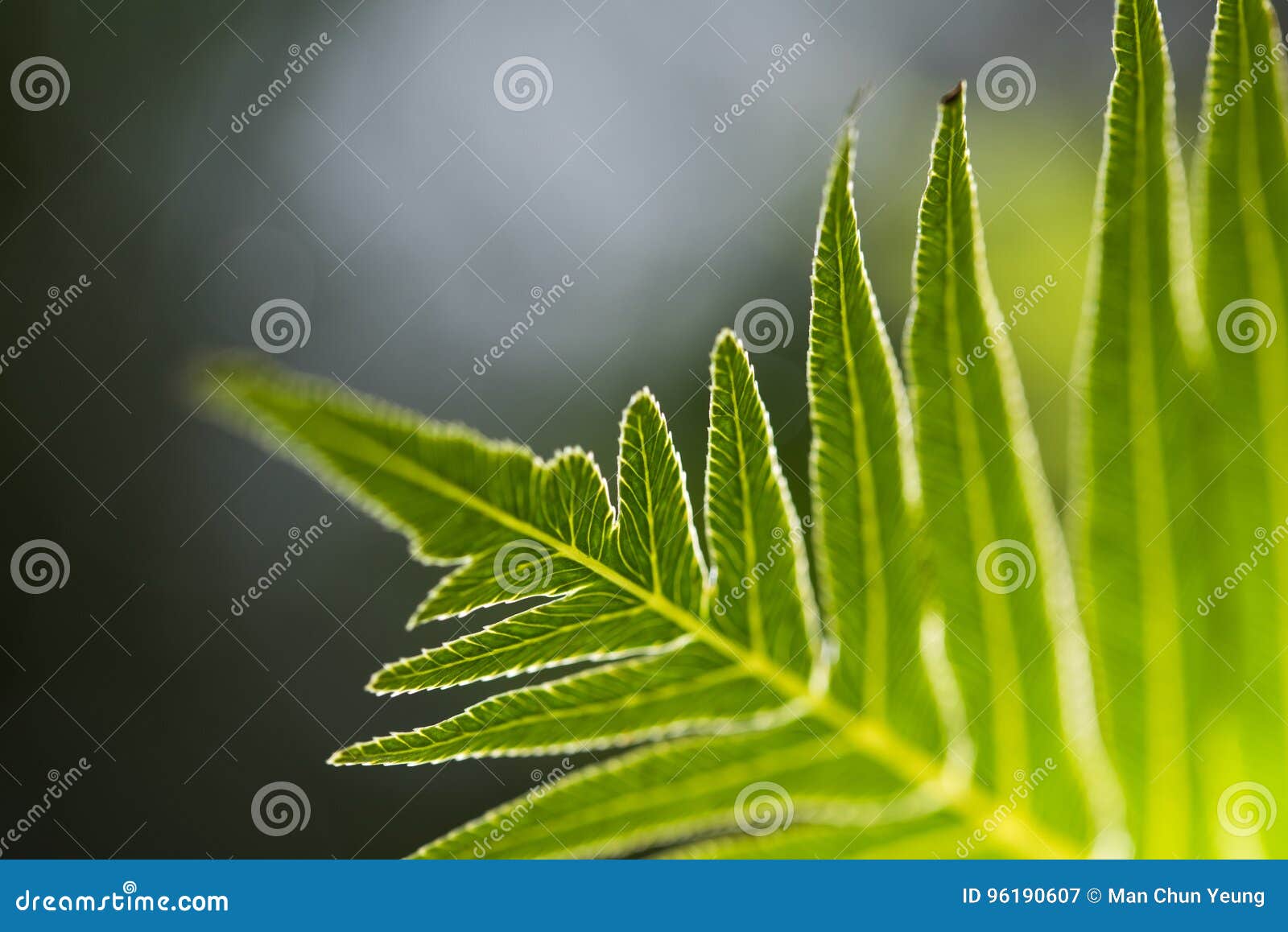 Green Leaf in Forest: Close Up Stock Image - Image of horizontal ...