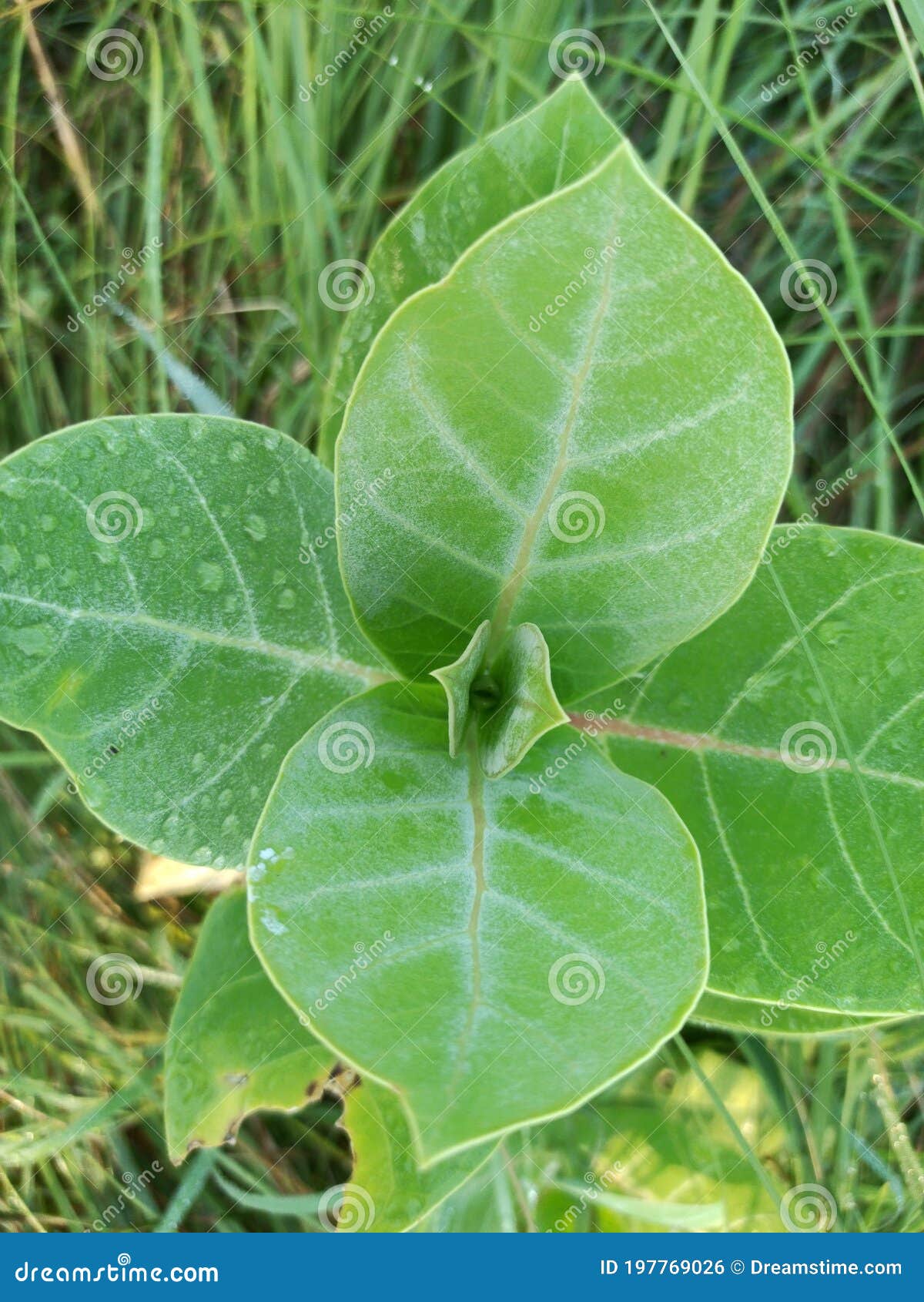 Forest Netural Stock Photos - Free & Royalty-Free Stock Photos from ...