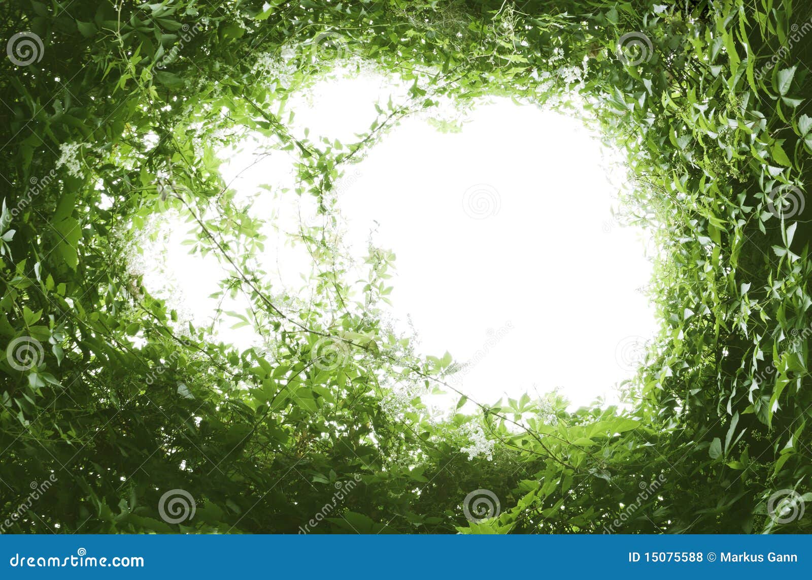 Green leaf frame stock photo. Image of floral, botany - 15075588