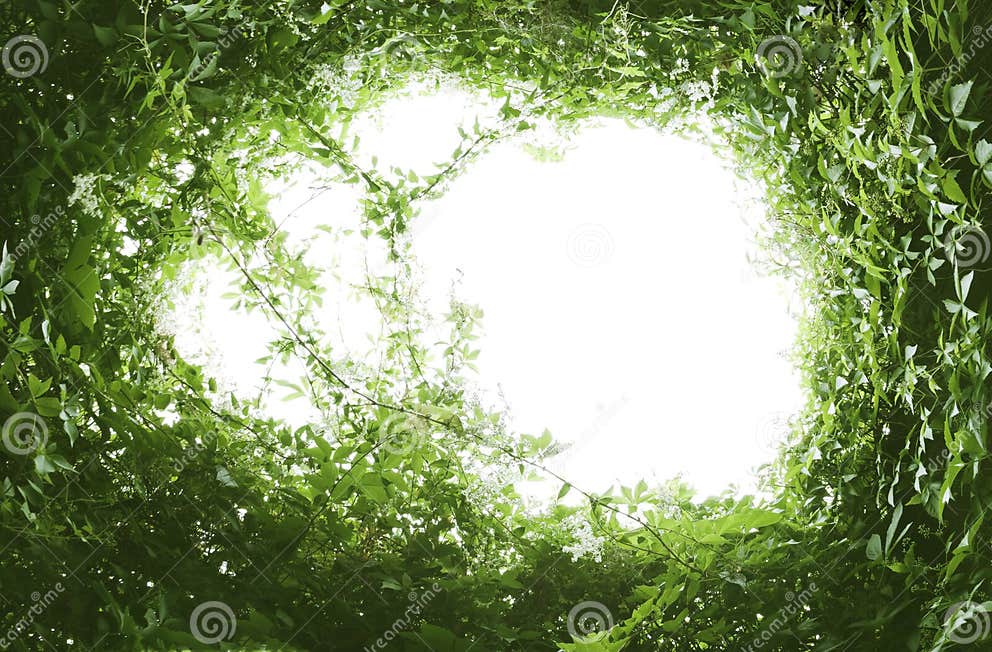 Green leaf frame stock photo. Image of floral, botany - 15075588