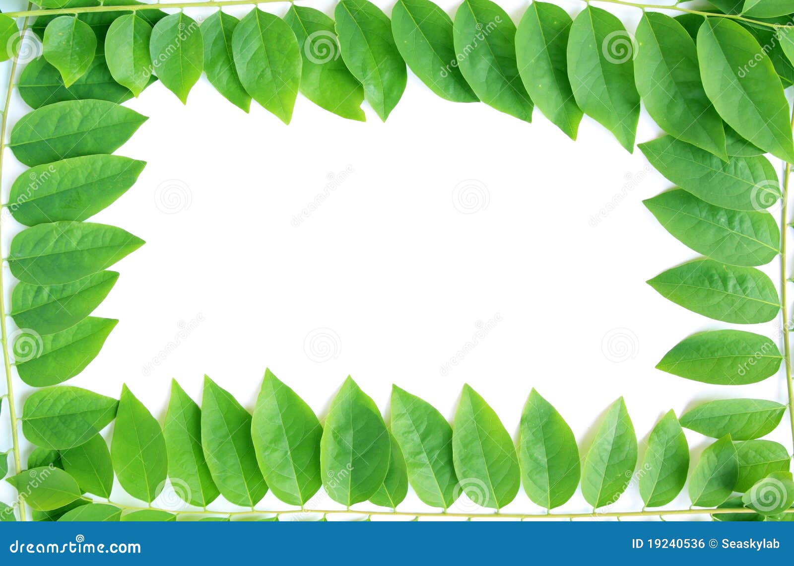 Green leaf frame stock photo. Image of design, frame - 19240536