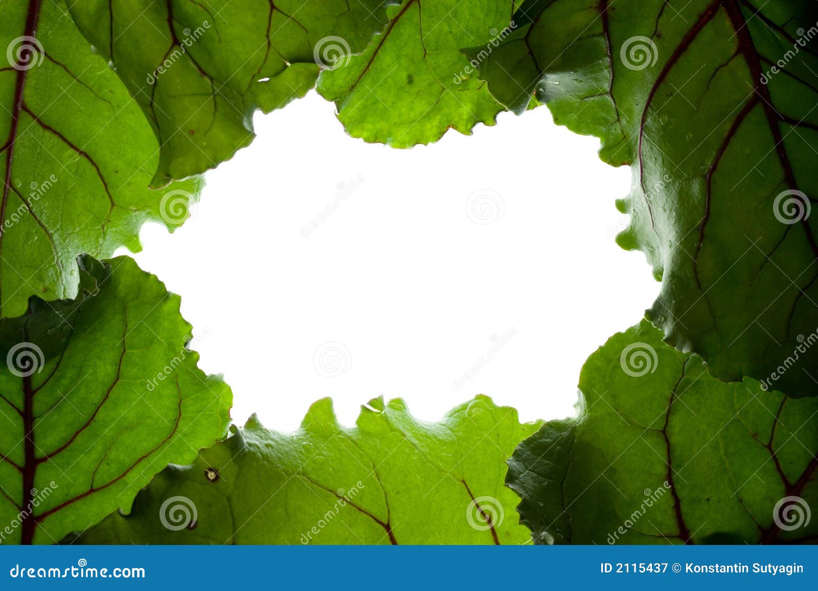Leaf Frame. Autumn Maple Leaves Isolated On White Background. Fall ...
