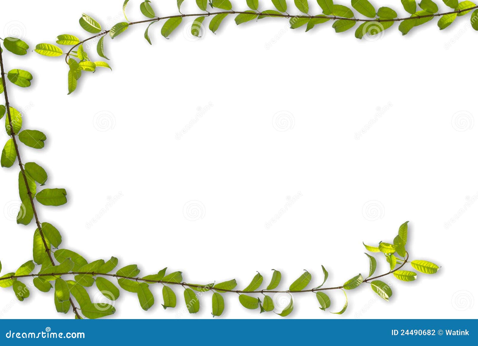 Green leaf frame stock photo. Image of park, botanical - 24490682