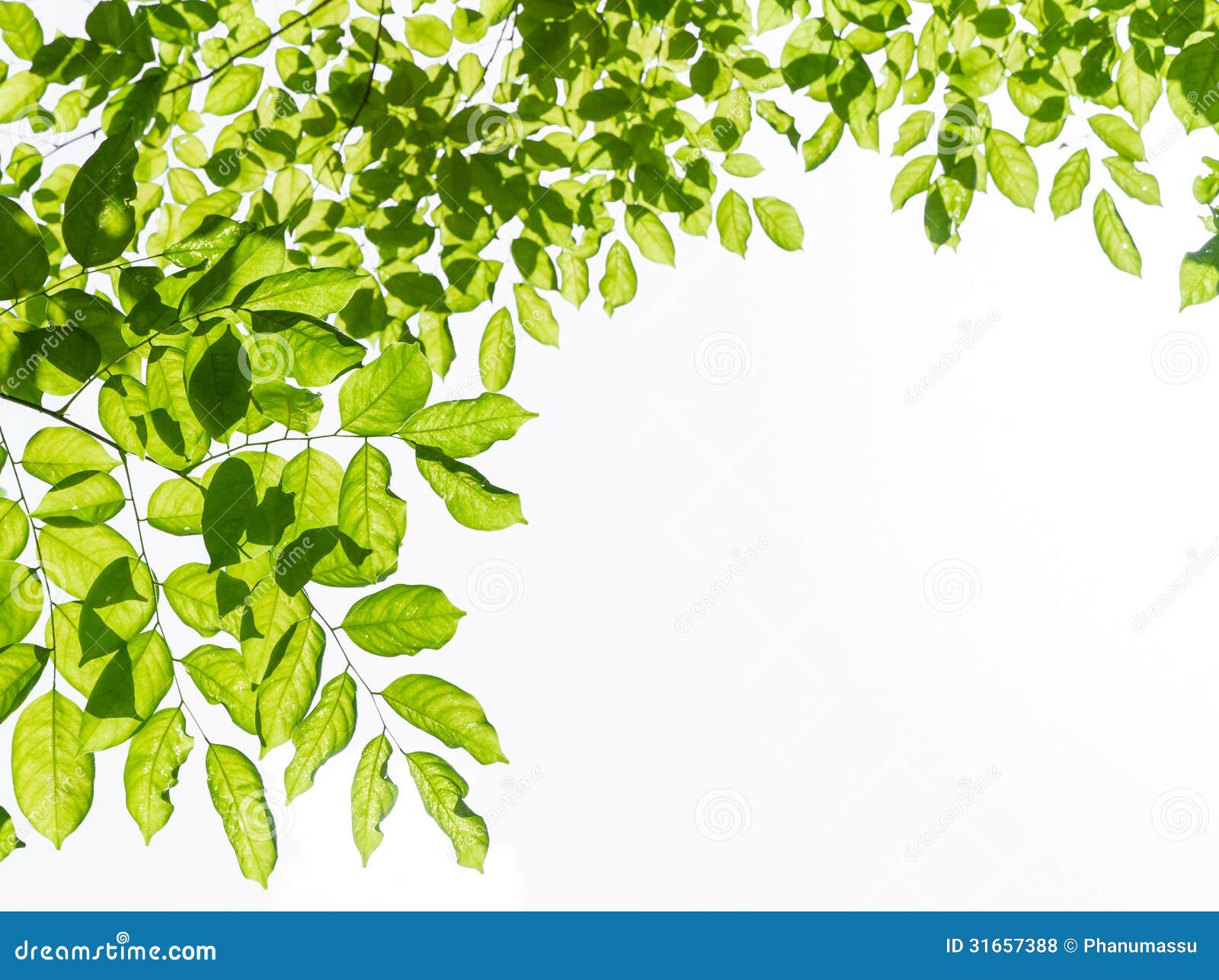 Green leaf frame stock photo. Image of fresh, color, white - 31657388