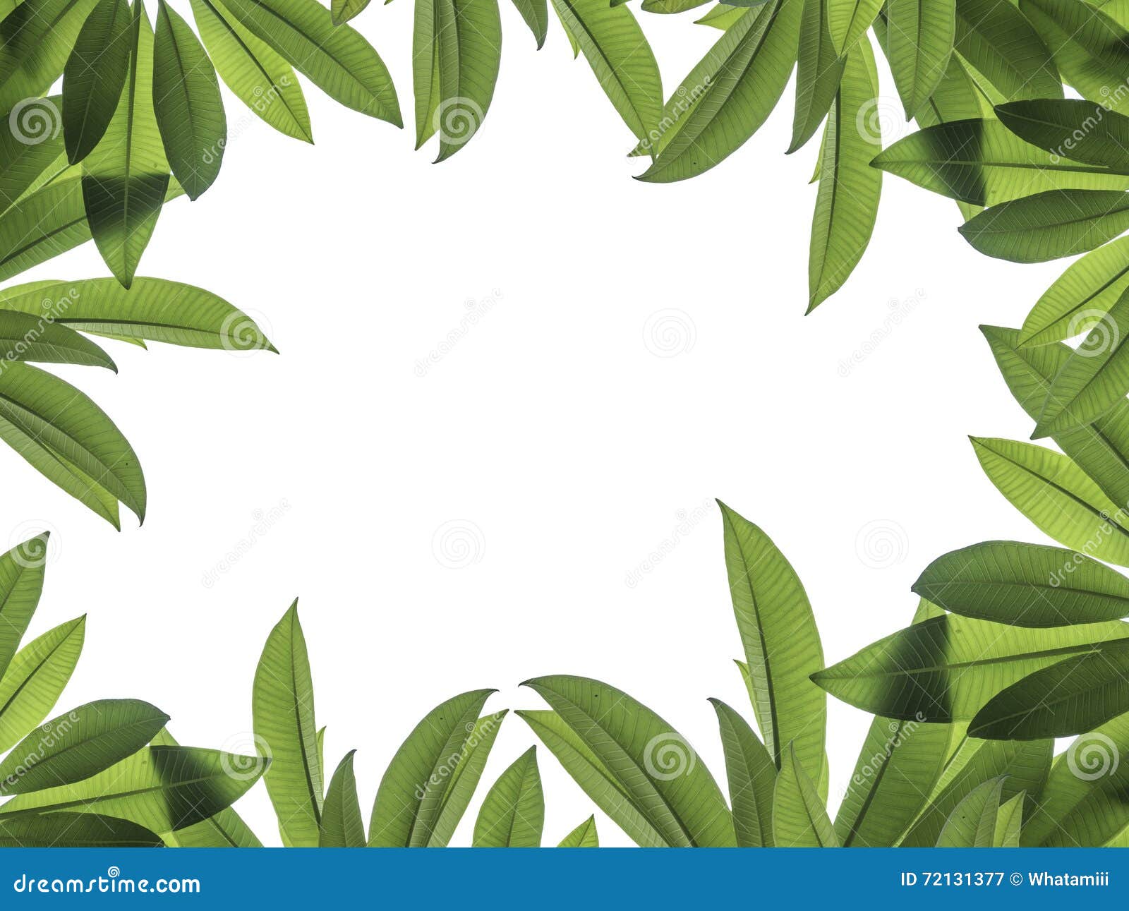 Green leaf for frame stock image. Image of outdoor, isolated - 72131377