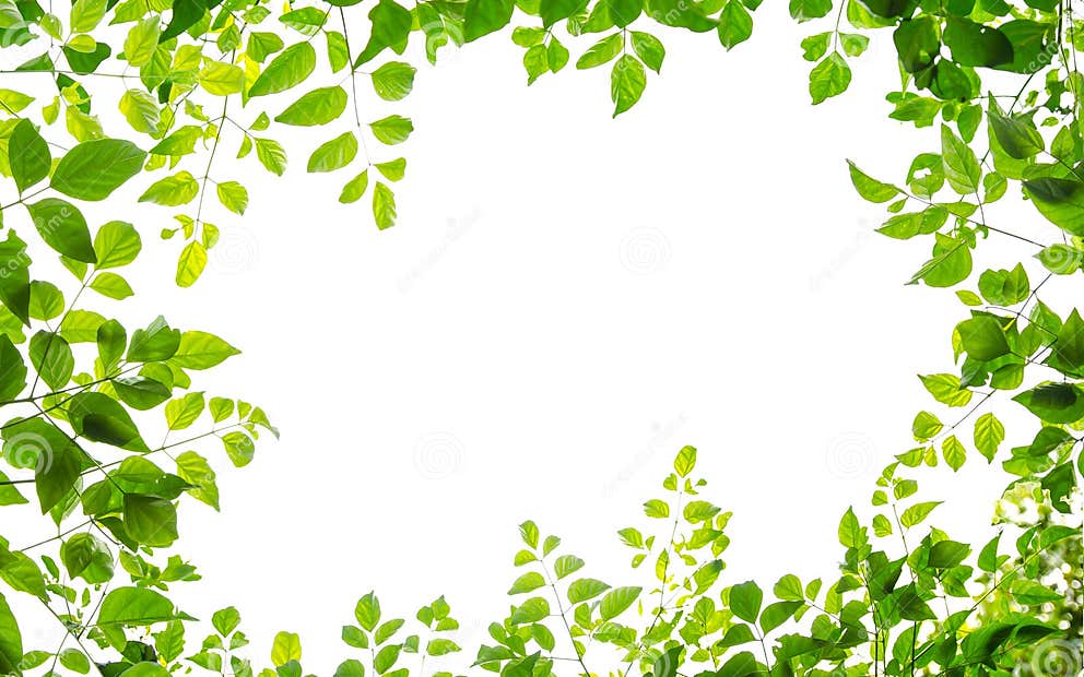 Green leaf fream stock image. Image of spring, nature - 44944919